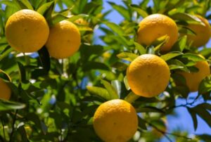 Top 10 Mouth-Watering Korean Fruits - Bite N Sip