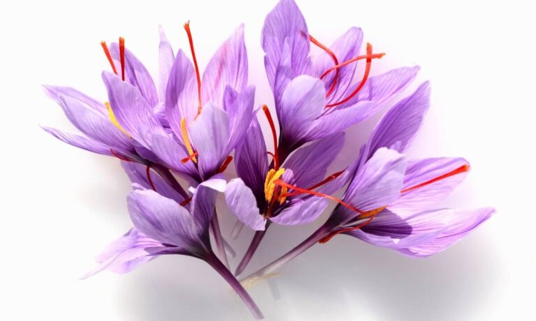 The Rich History of Saffron: From Traditions to Kitchens